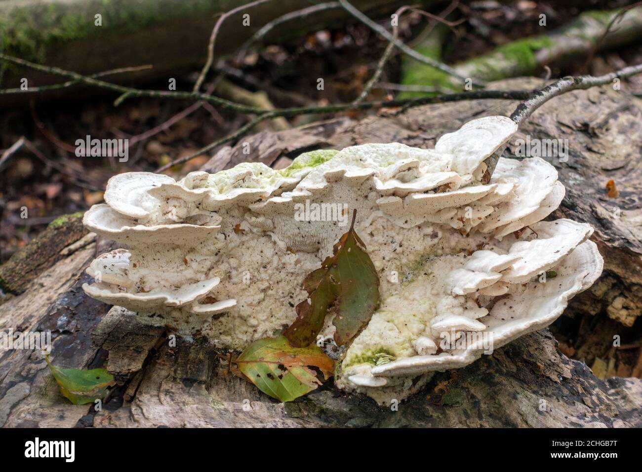 Shelf fungus, also called bracket fungus (basidiomycete) growing on a ...