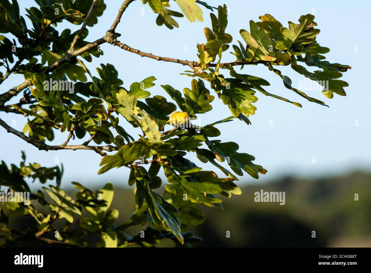 Acorns growing on oak tree hi-res stock photography and images - Alamy