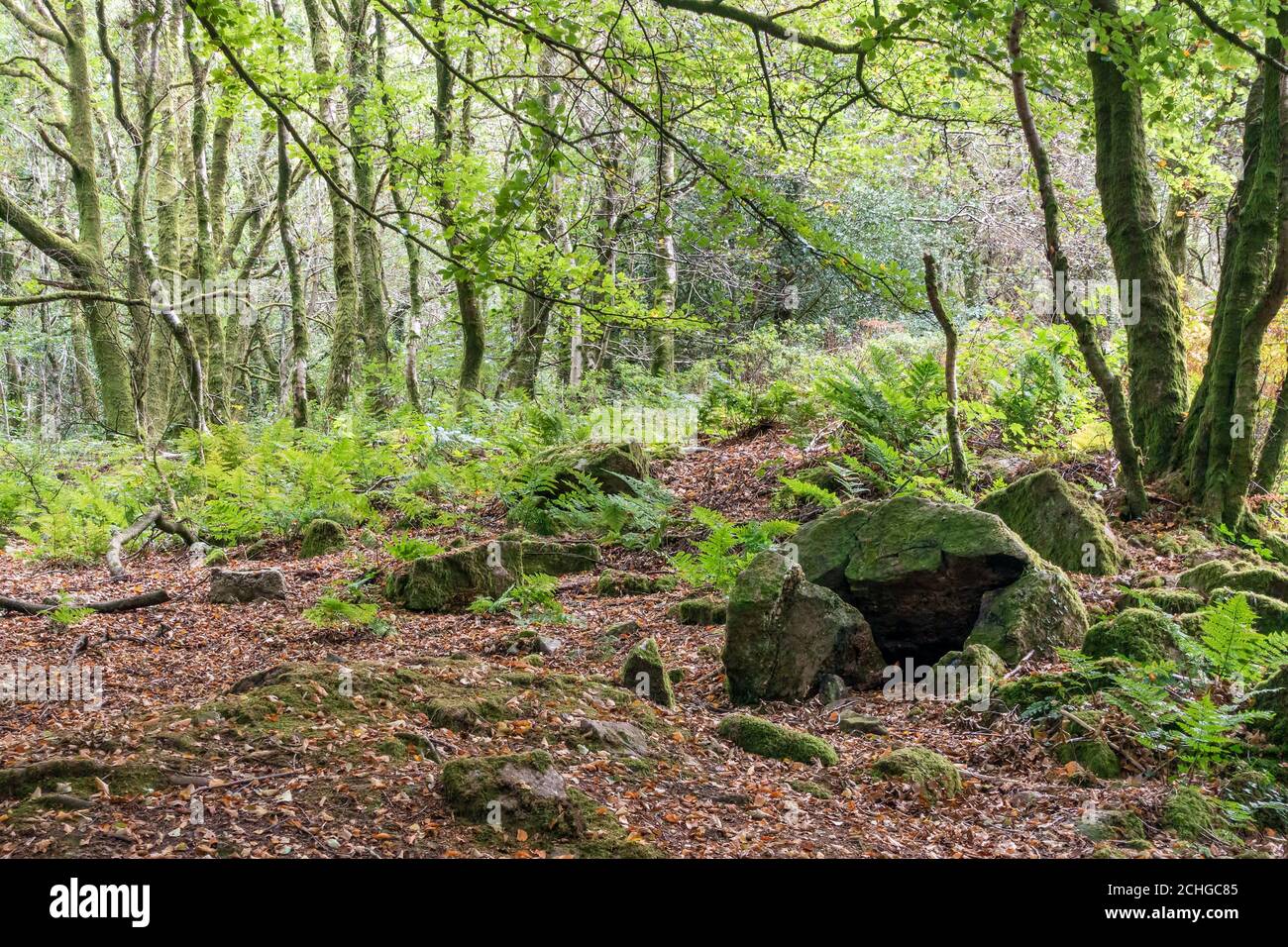 Cardiff forest hi-res stock photography and images - Alamy