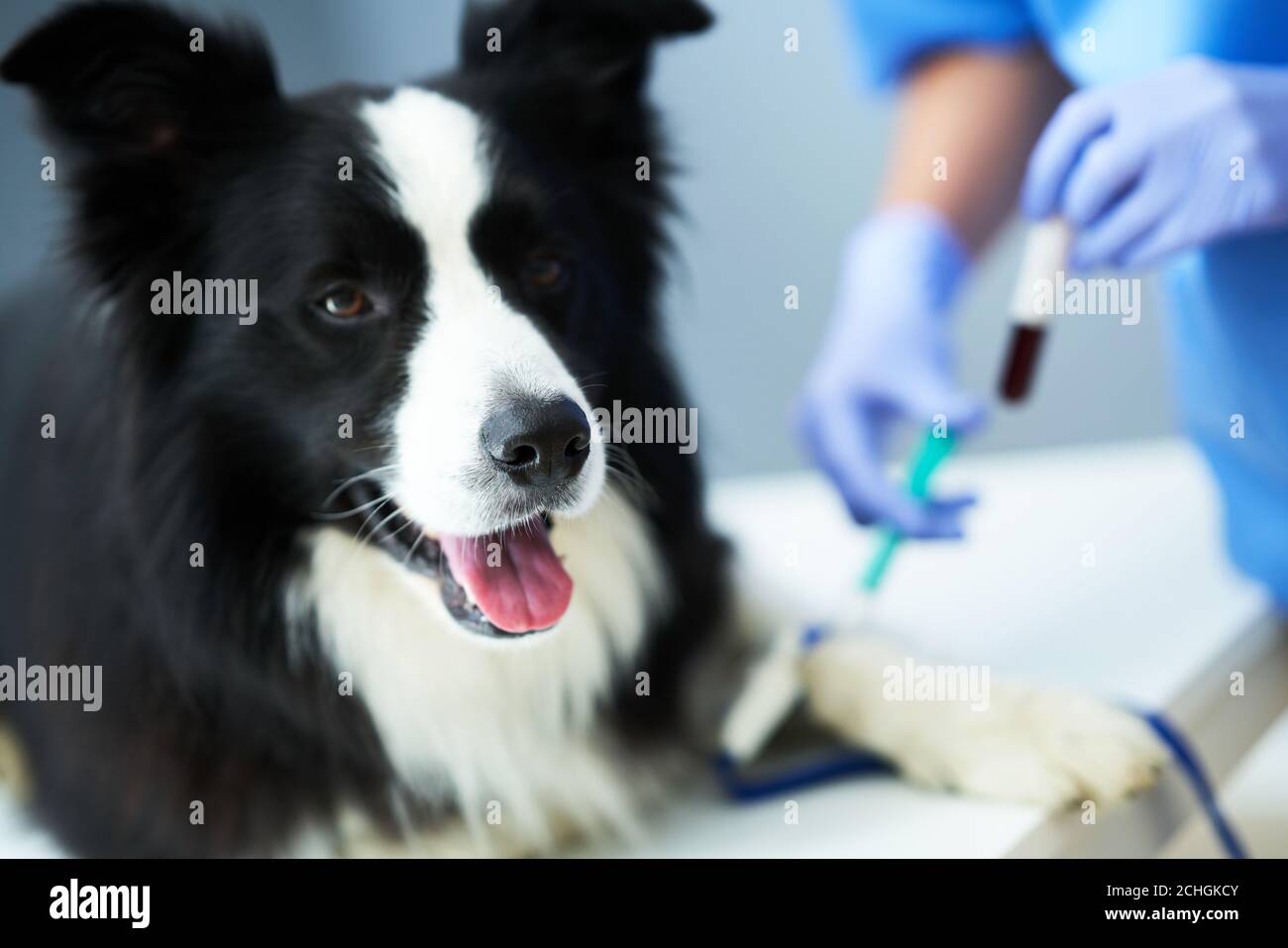 Female vet taking blood sample and examining a dog in clinic Stock ...