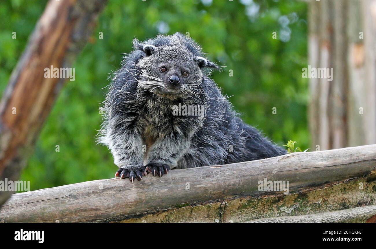 Binturong picture hi-res stock photography and images - Alamy