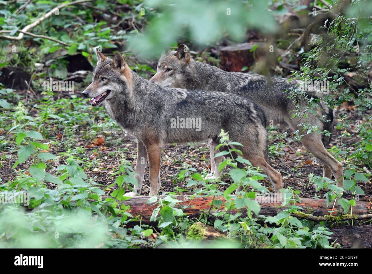 Four European brown bears and five grey wolves which are living ...