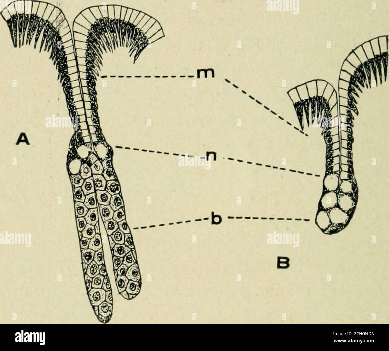 . The biology of the frog . ubmucosa extends into the folds of the ...