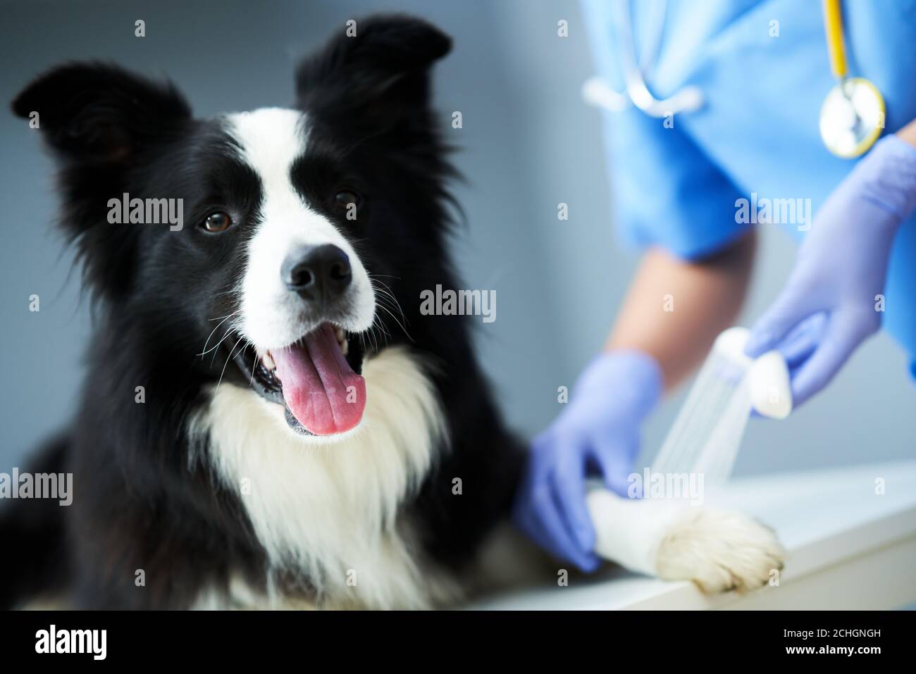 Female vet treating injured paw in clinic Stock Photo - Alamy