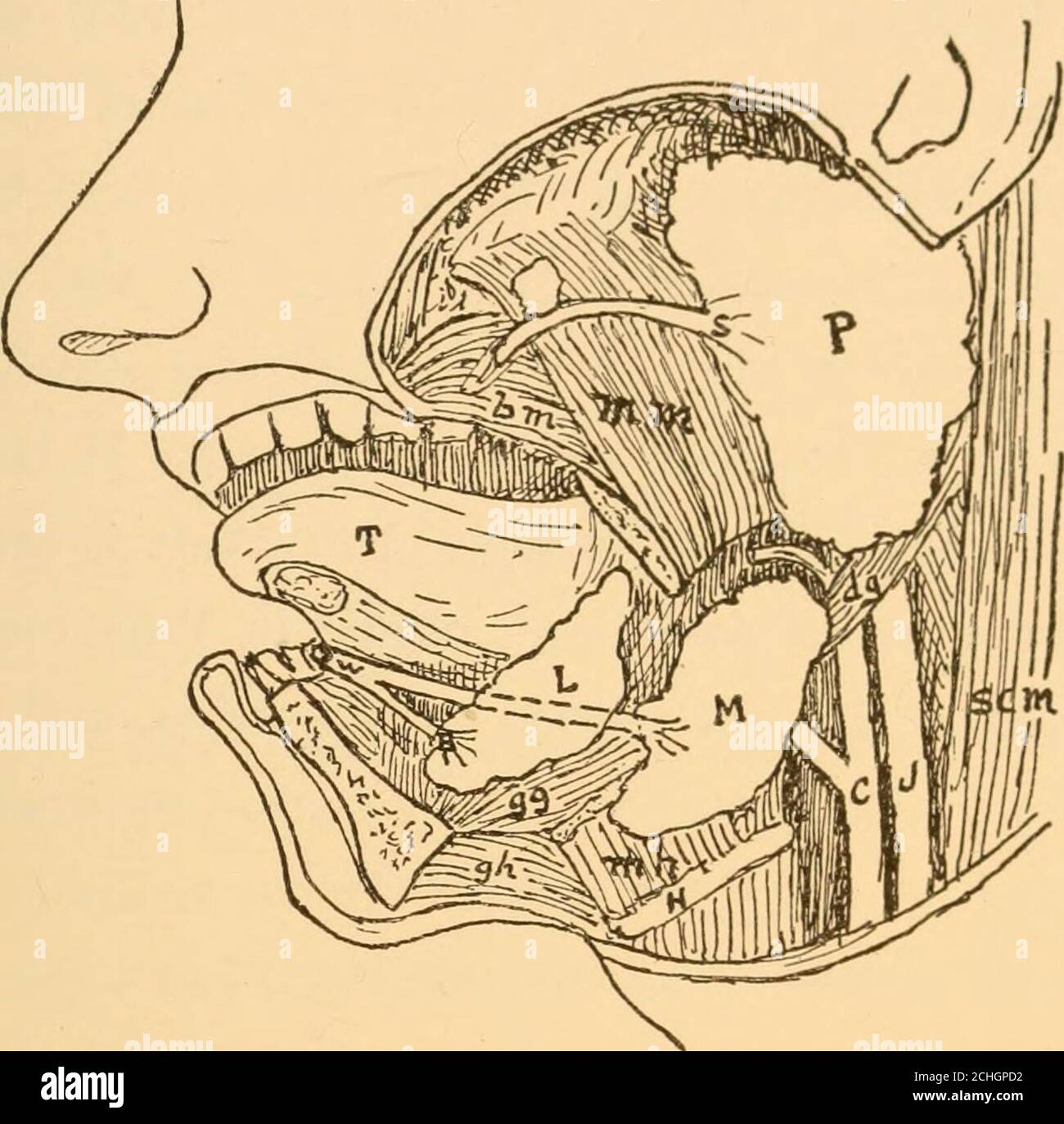 . Diseases of the nose and throat . slight, and treatment ...