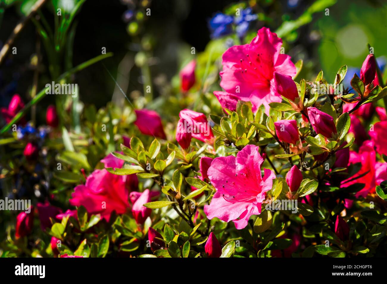 Azalia hi-res stock photography and images - Alamy
