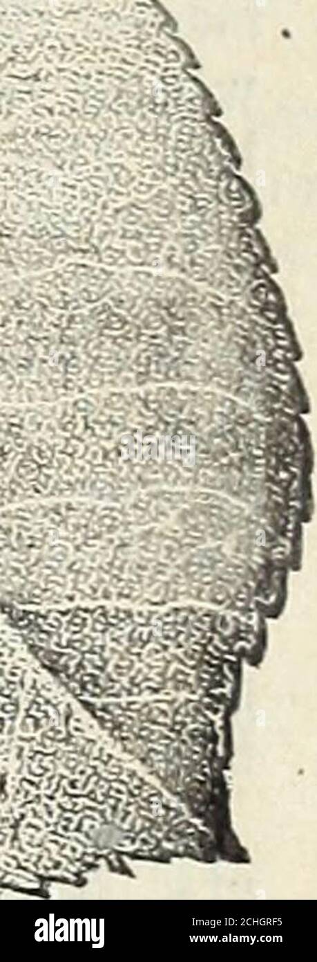 Pear tree press hi-res stock photography and images - Alamy