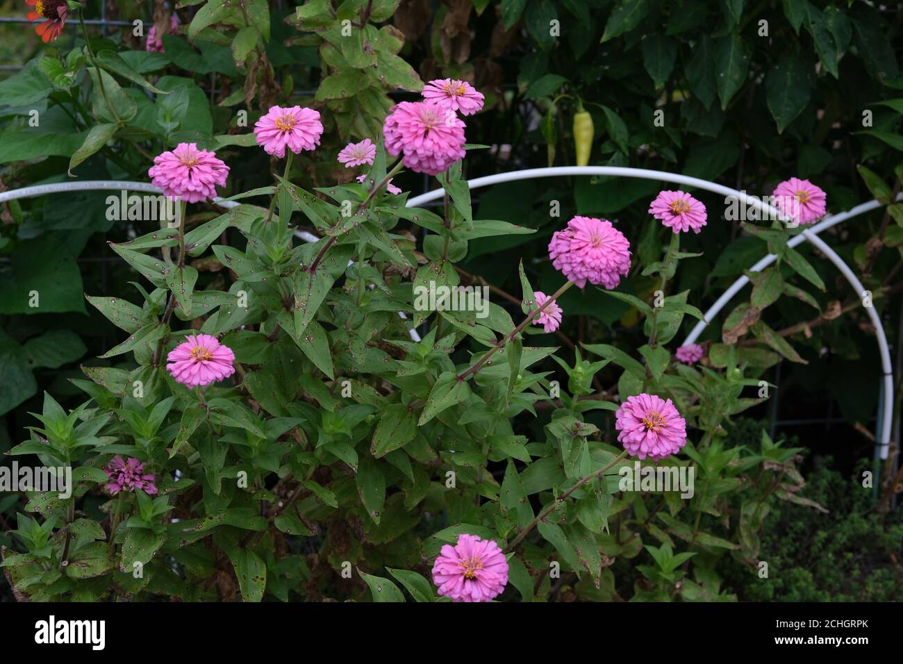 Urban Rain Gardens Are Very Popular (There Are 4 in My Immediate Area ...