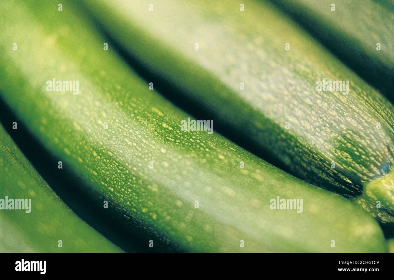 Fresh raw whole zucchini close-up, organic agricultural crop from ...