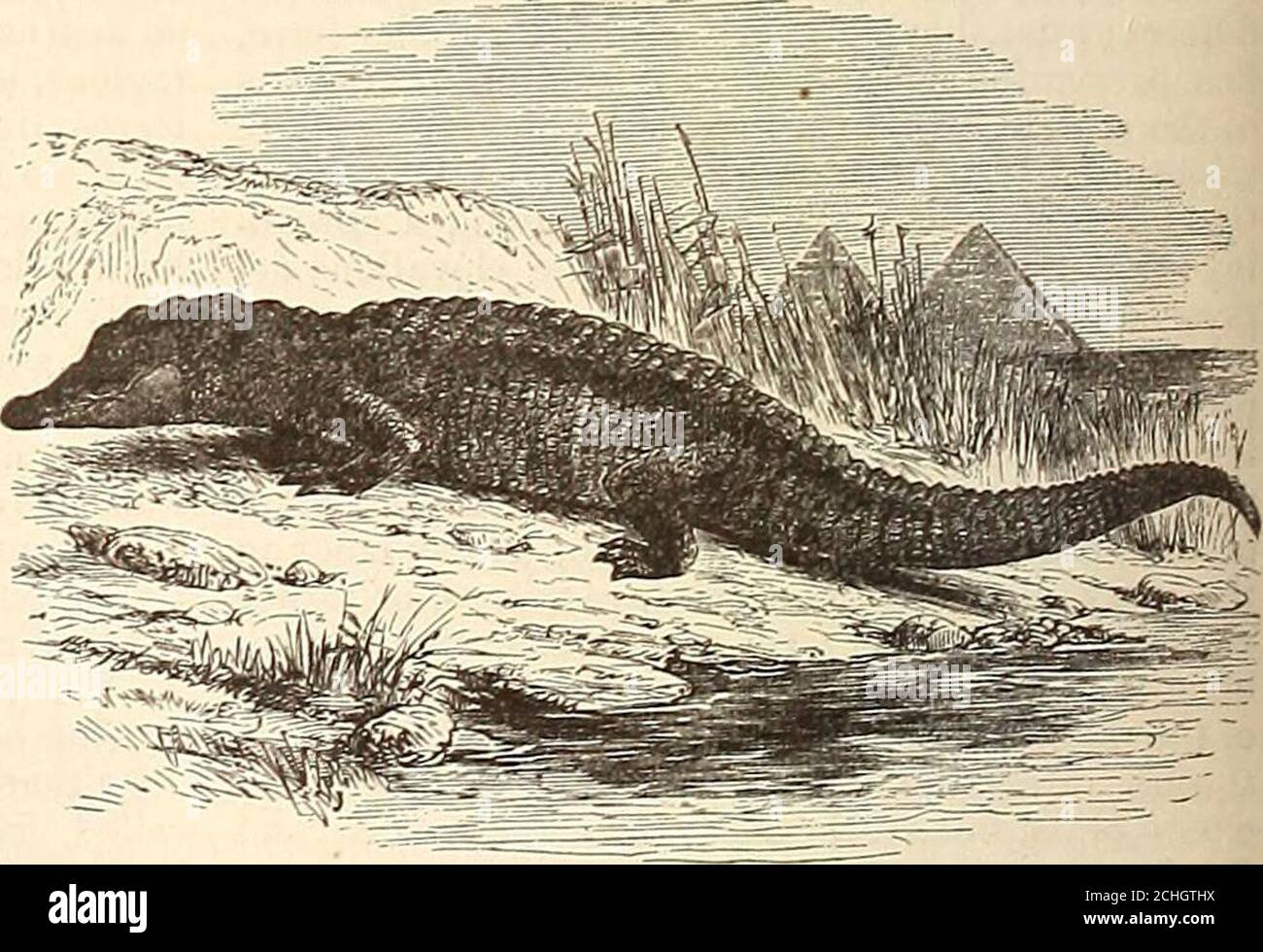 Leviathan Dinosaur Bible