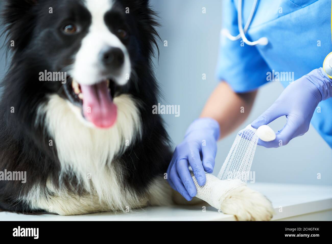 Female vet treating injured paw in clinic Stock Photo - Alamy