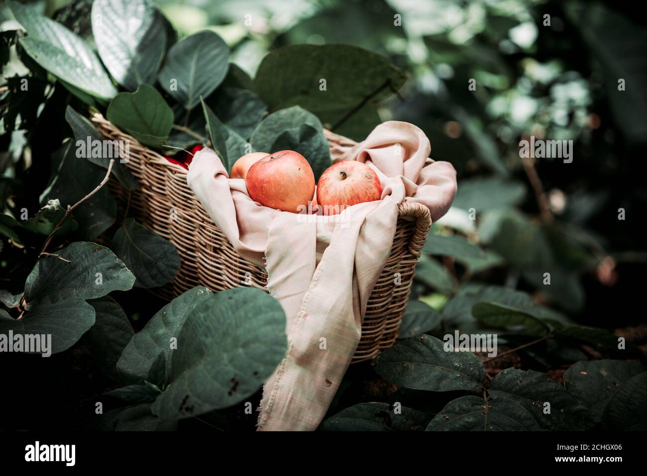 The apples placed in the basket Stock Photo - Alamy