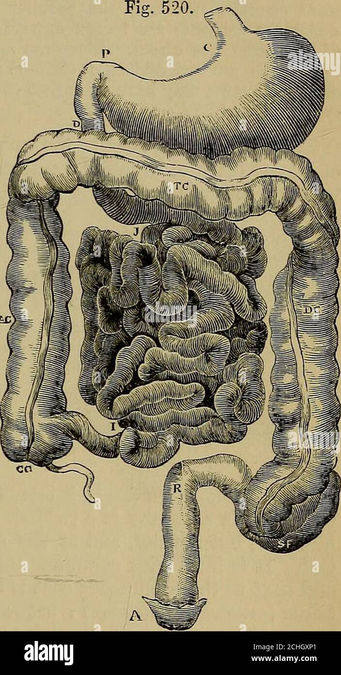 Large intestine mesentery hi-res stock photography and images - Alamy
