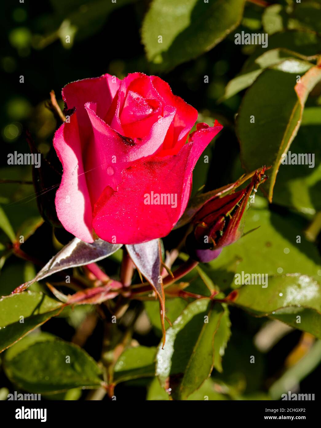 Red rose in an English country garden Stock Photo - Alamy