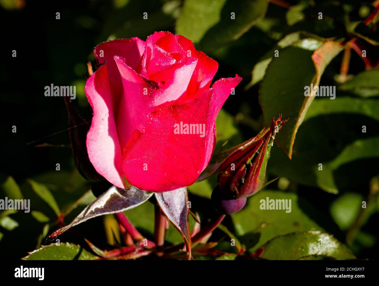 Red rose in an English country garden Stock Photo - Alamy