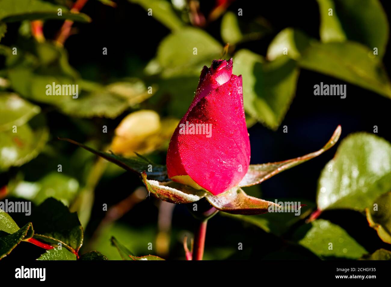 Red rose in an English country garden Stock Photo - Alamy