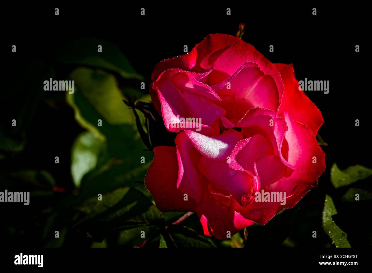 Red rose in an English country garden Stock Photo - Alamy