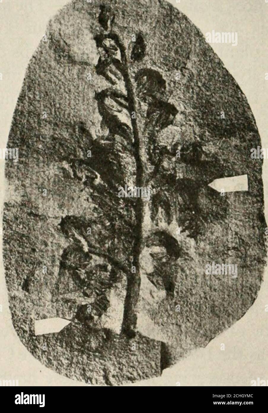 Fossil fern coal hi-res stock photography and images - Alamy