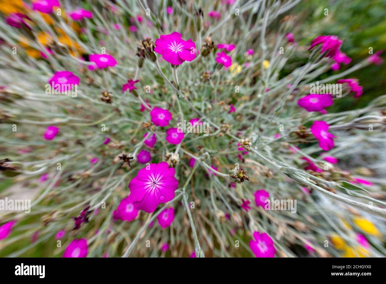 The pink flowers of rose campion Lychnis coronaria Stock Photo - Alamy