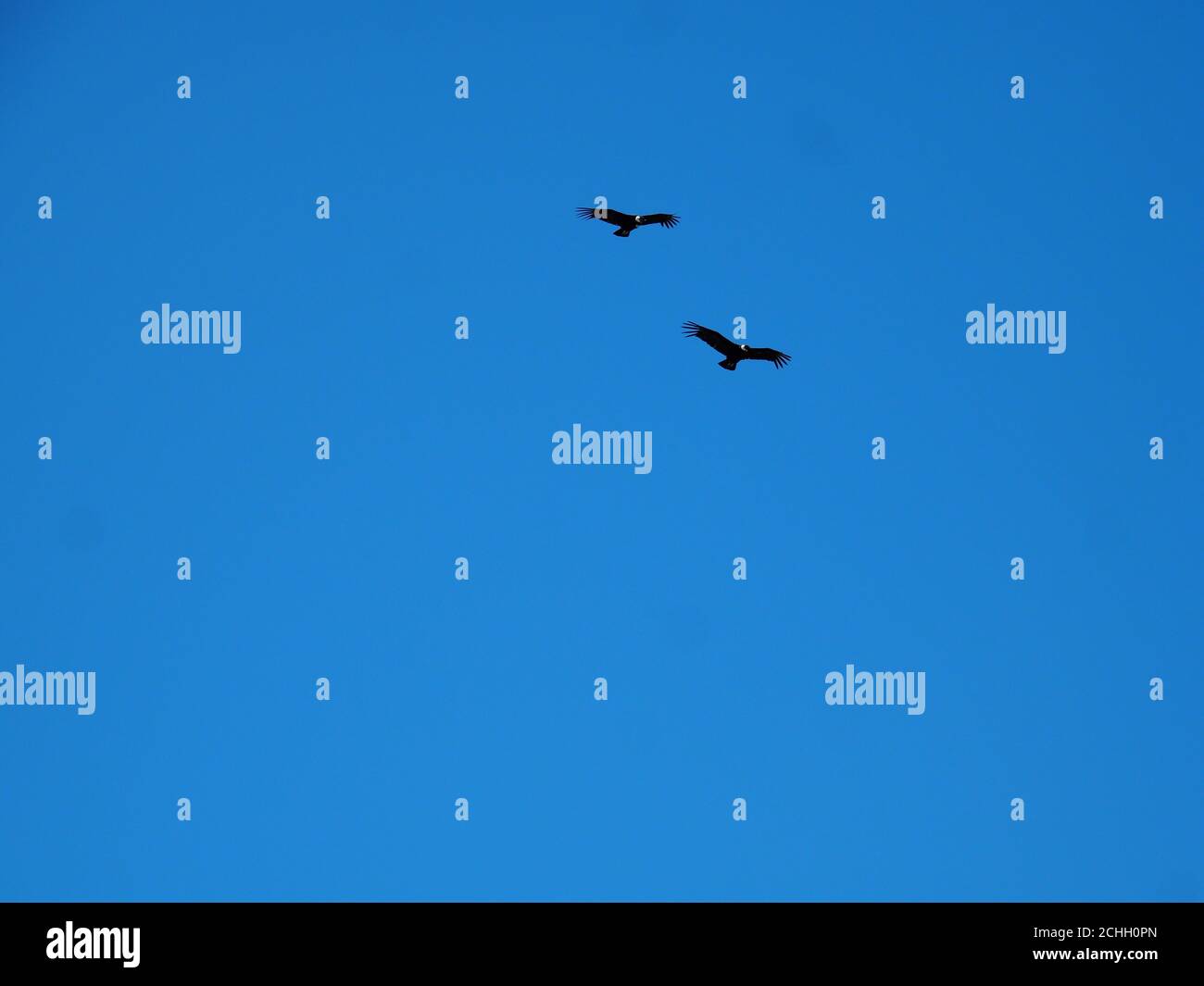 Low angle shot of two birds flying in the clear blue sky during ...