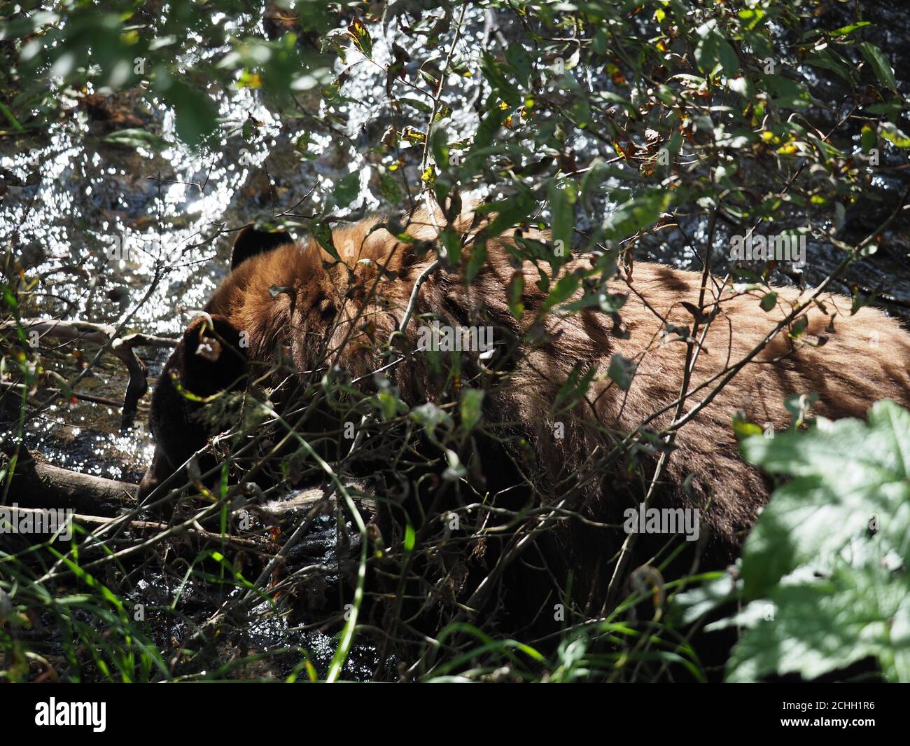 Brown furry bear drinking water as seen through a tree branches Stock ...