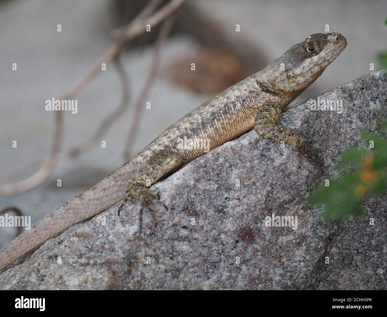 Medium sized lizard hi-res stock photography and images - Alamy