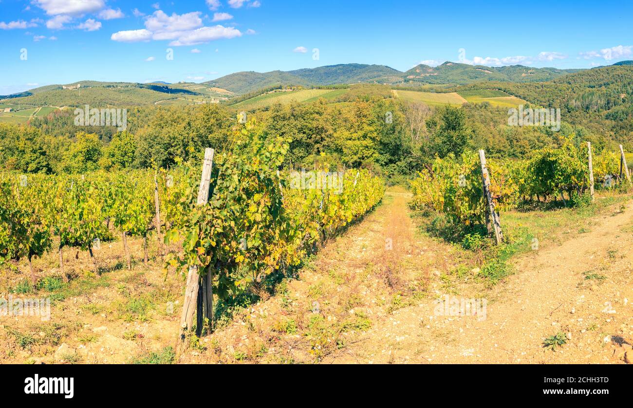 Rows of harvested grape vines in a vineyard in Tuscany, Italy o Stock ...