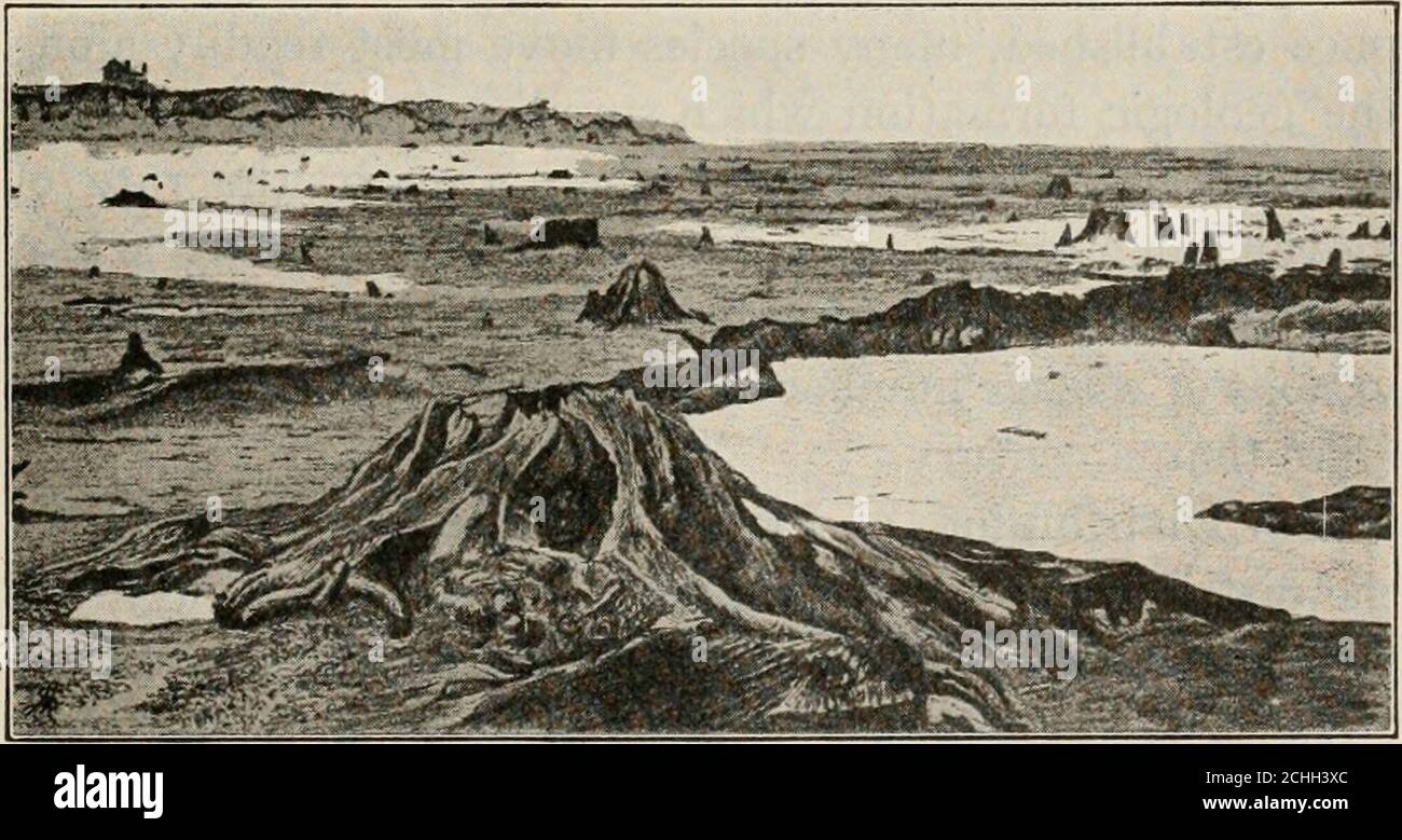 Fossil tree stumps hi-res stock photography and images - Alamy
