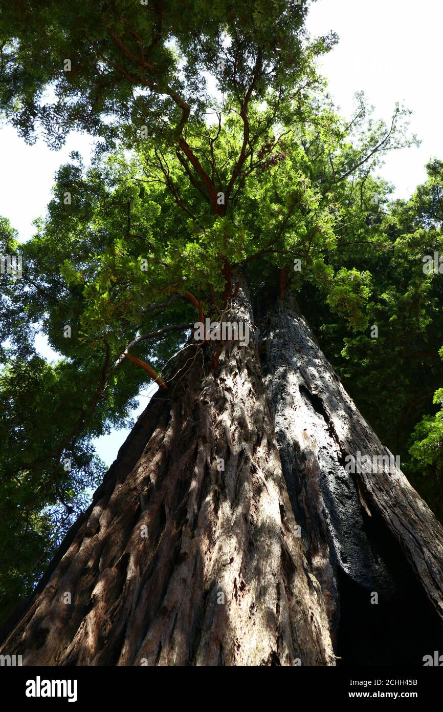 Big trees in the forest photographed straight up Stock Photo - Alamy