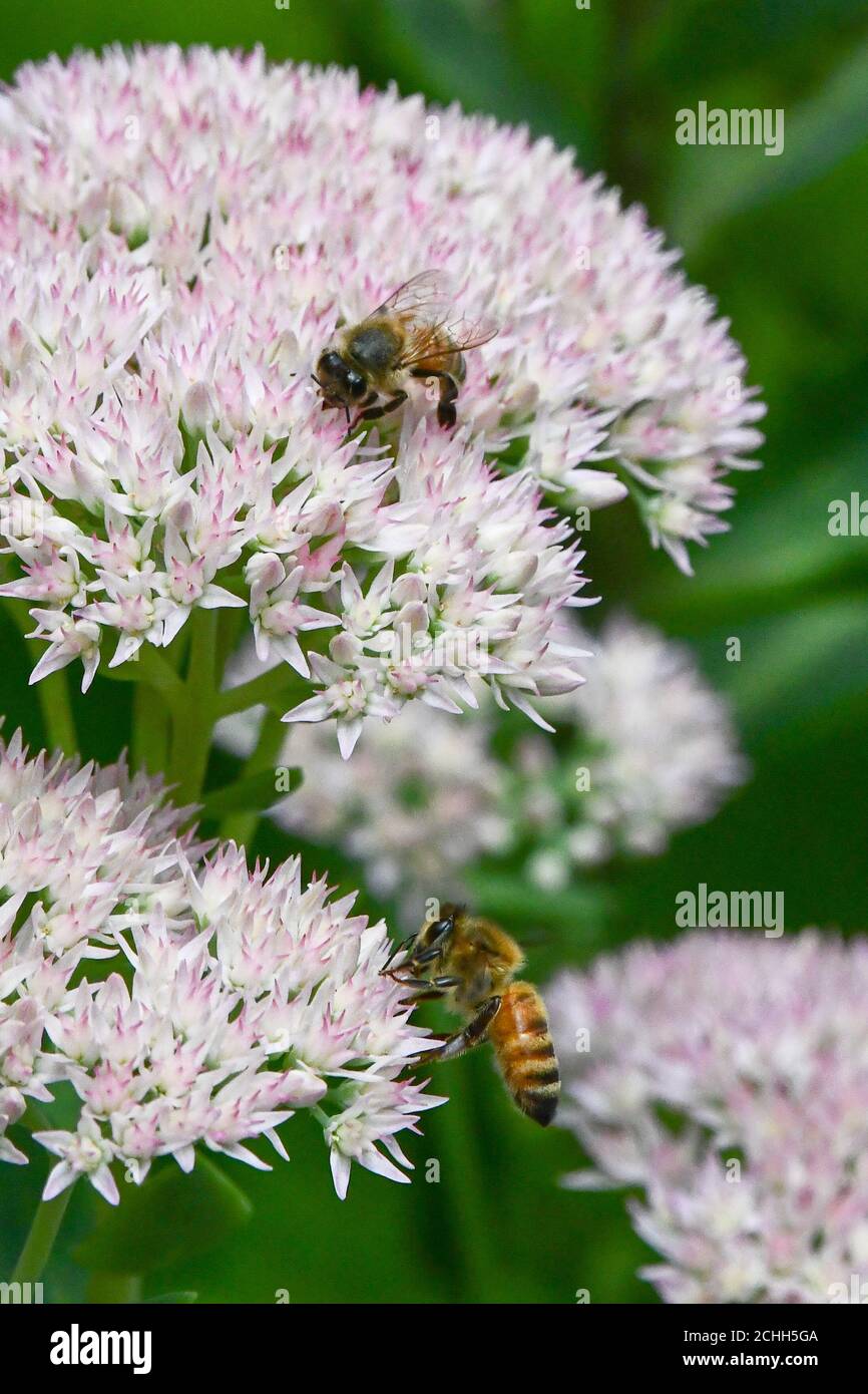 honey bee - Apis mellifera - pollinating a pink flower - apis honeybee ...