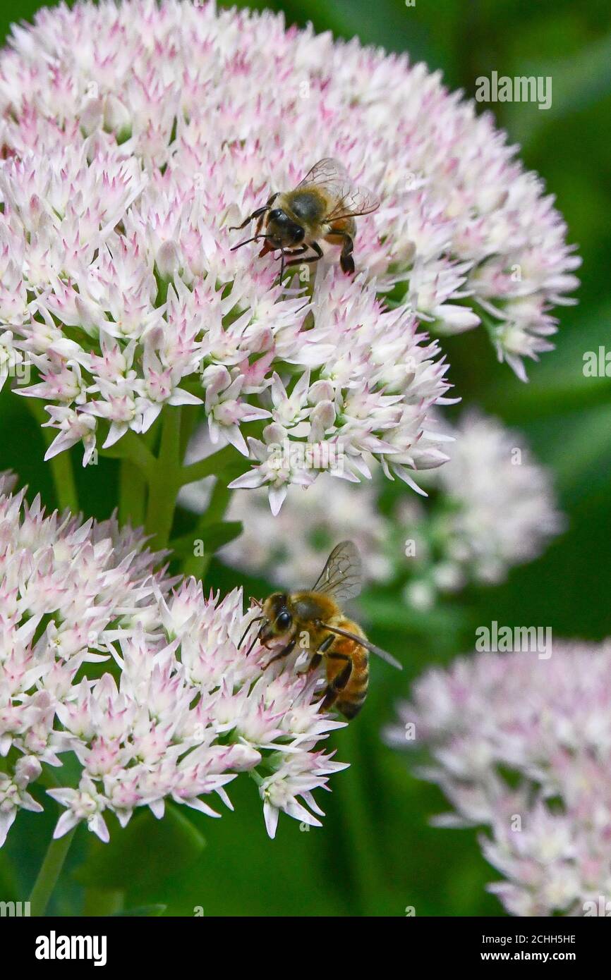 honey bee - Apis mellifera - pollinating a pink flower - apis honeybee ...