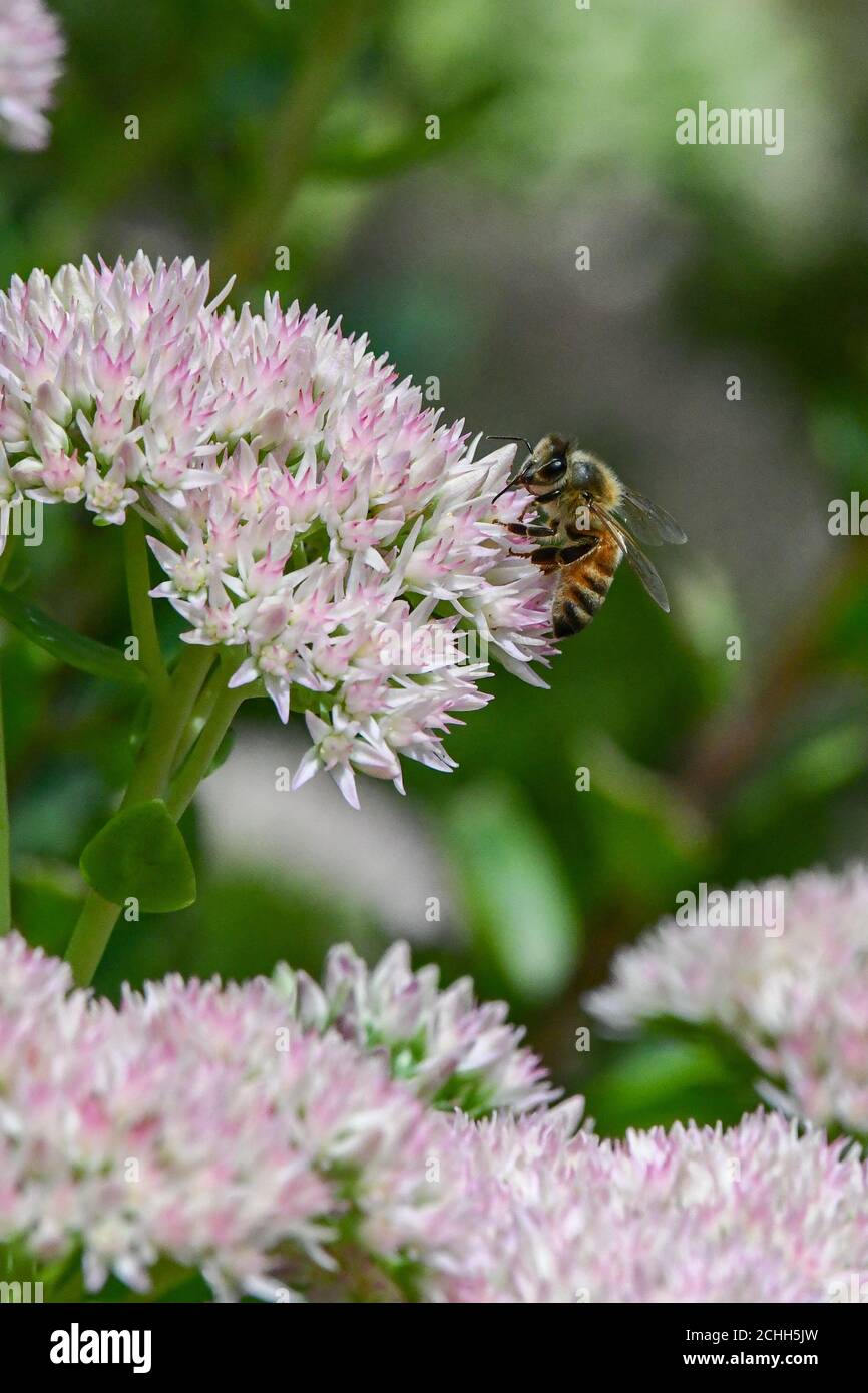 honey bee - Apis mellifera - pollinating a pink flower - apis honeybee ...