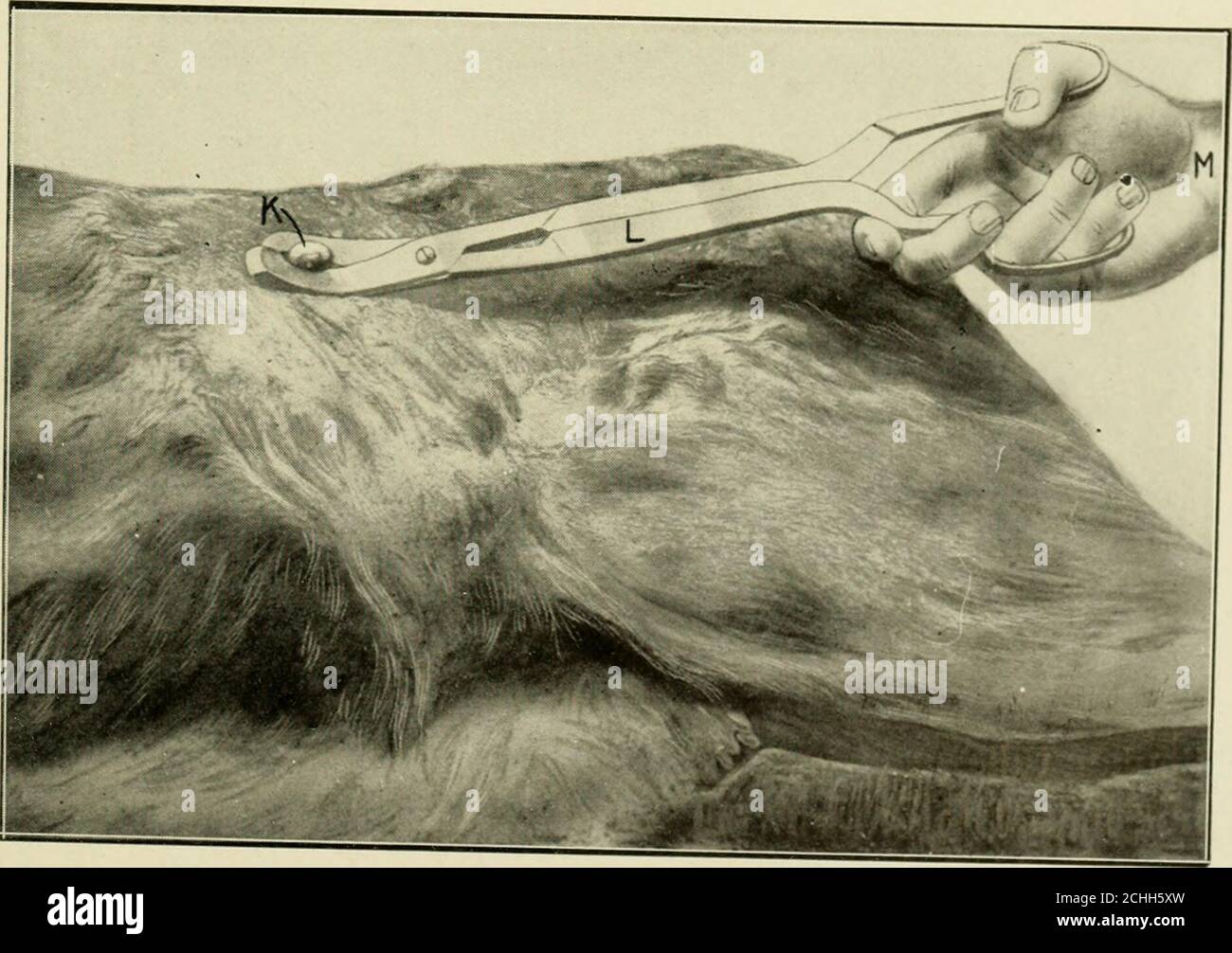 . Animal castration, a book for the use of students and practitioners ...