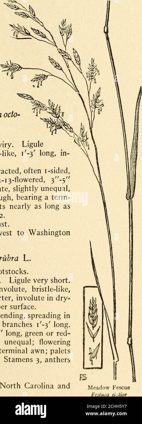 . The book of grasses : an illustrated guide to the common grasses, and ...