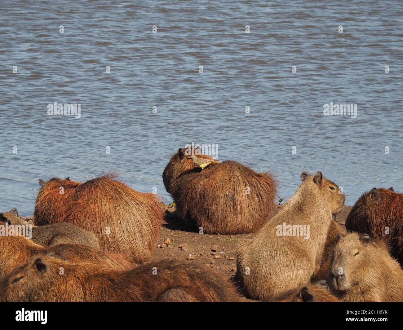 Capybara lying on ground hi-res stock photography and images - Alamy
