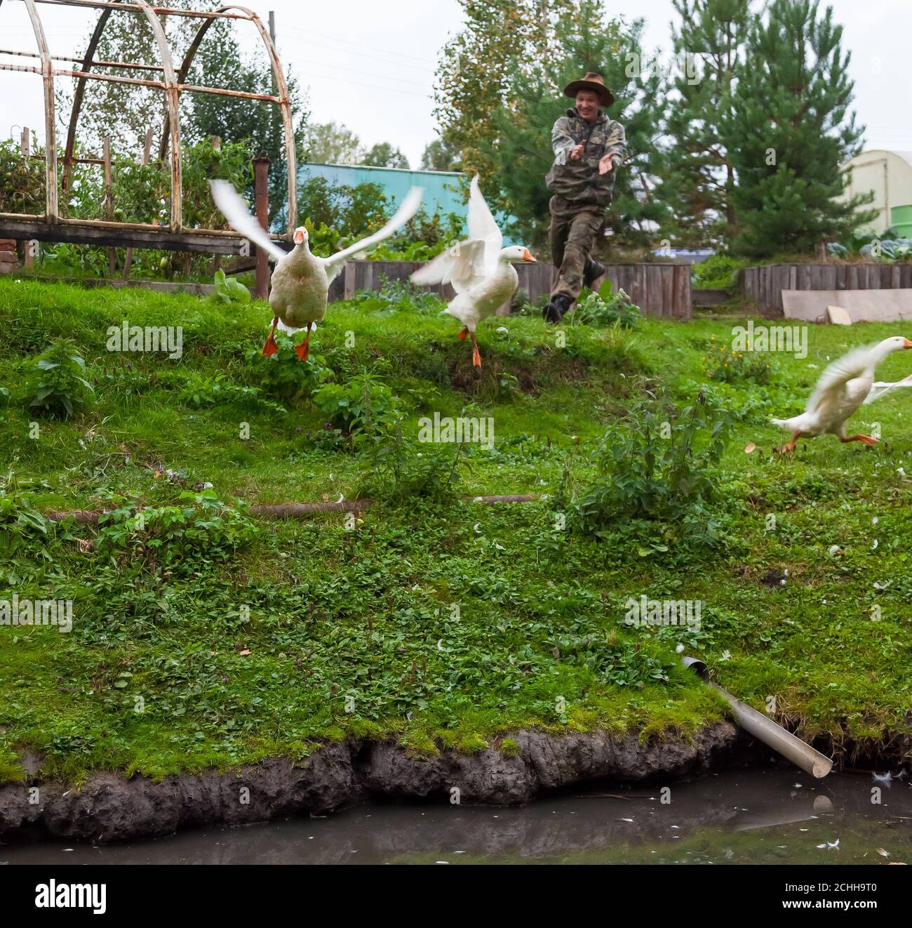 White goose camouflage hi-res stock photography and images - Alamy