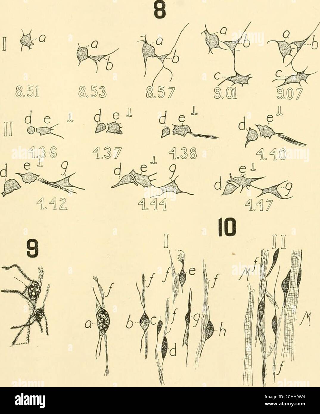 . The American journal of anatomy . s apparent only, b and c appear to ...