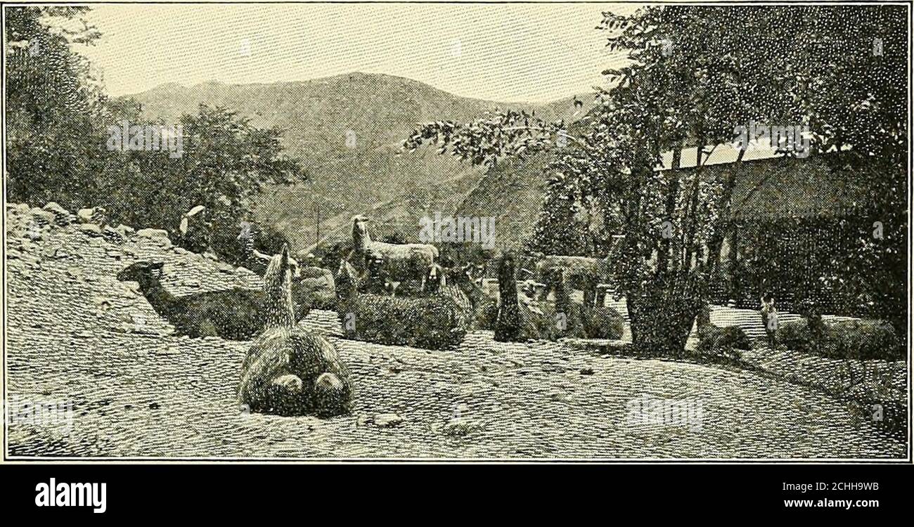 Donkeys mining hi-res stock photography and images - Alamy