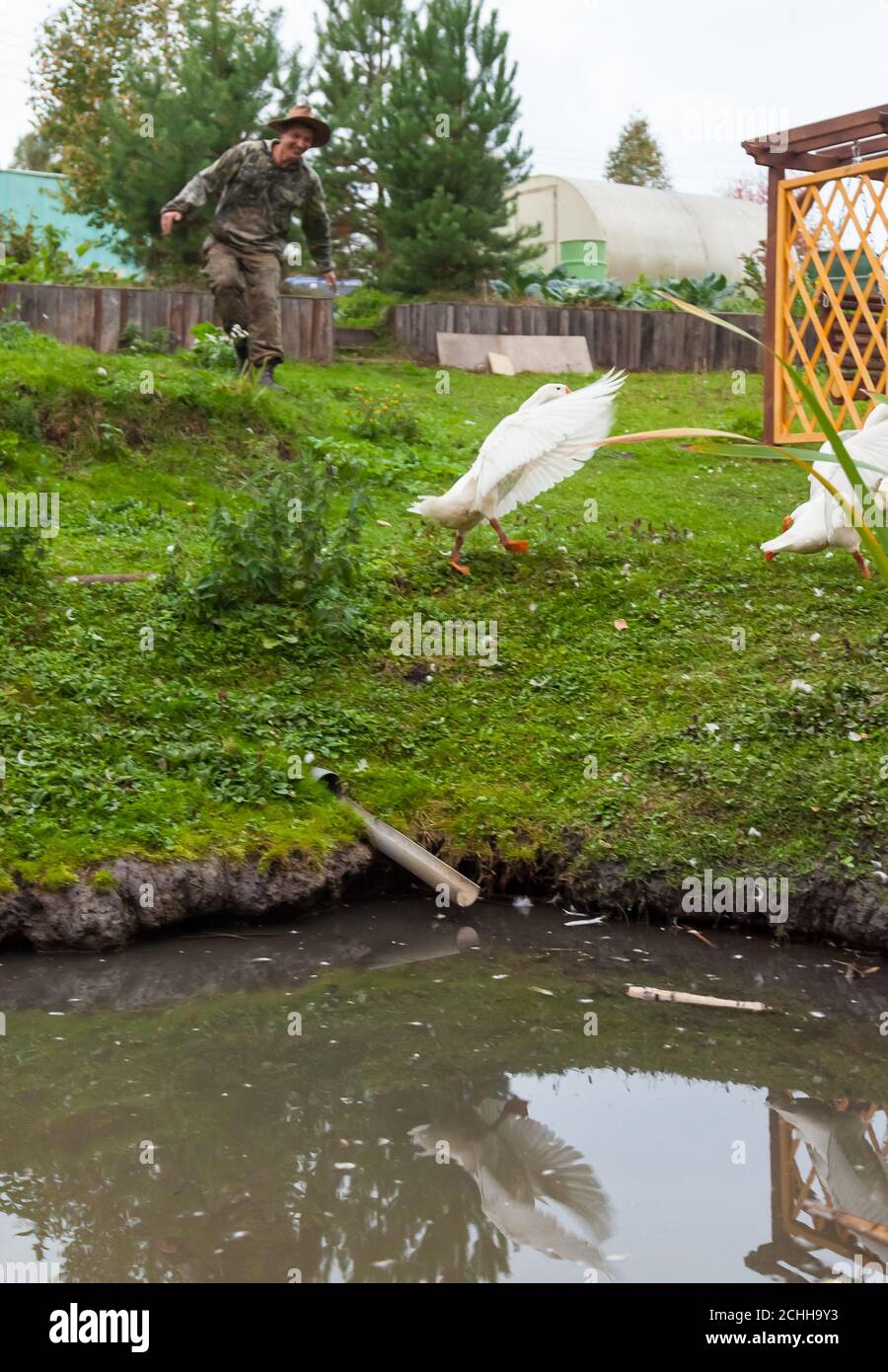 White goose camouflage hi-res stock photography and images - Alamy