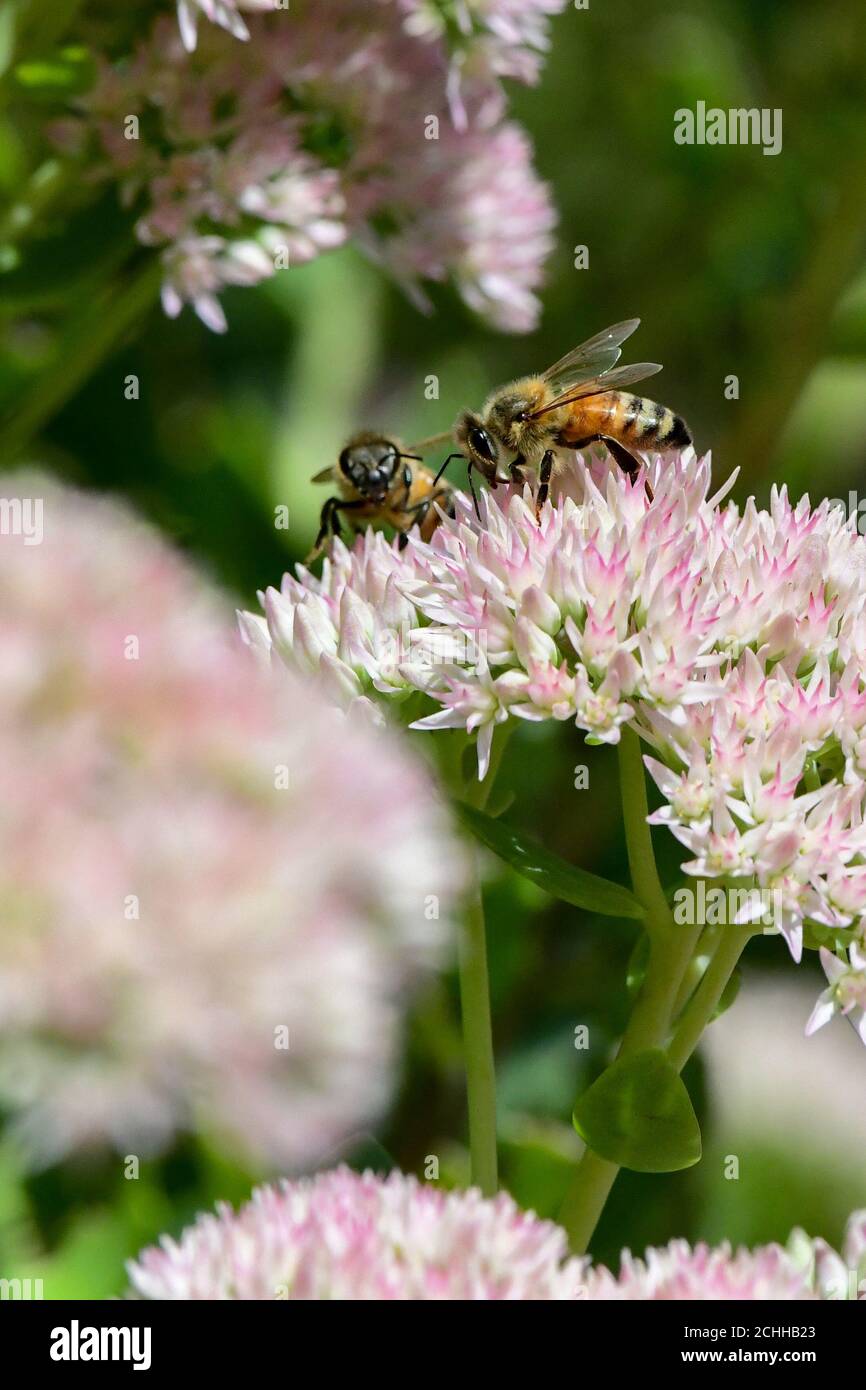 honey bee - Apis mellifera - pollinating a pink flower - apis honeybee ...