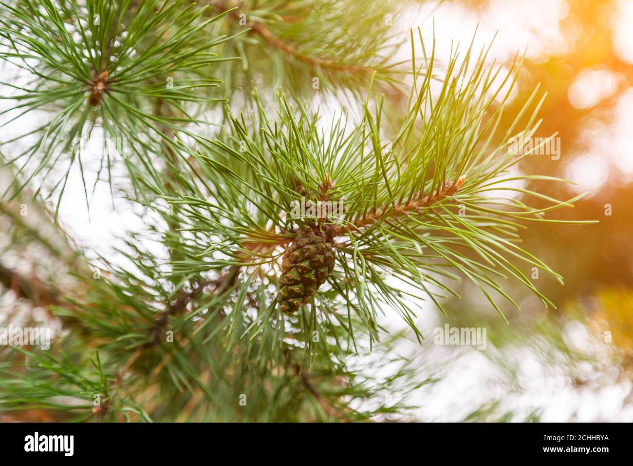 A cone on the branches of a coniferous tree with green long needles in ...