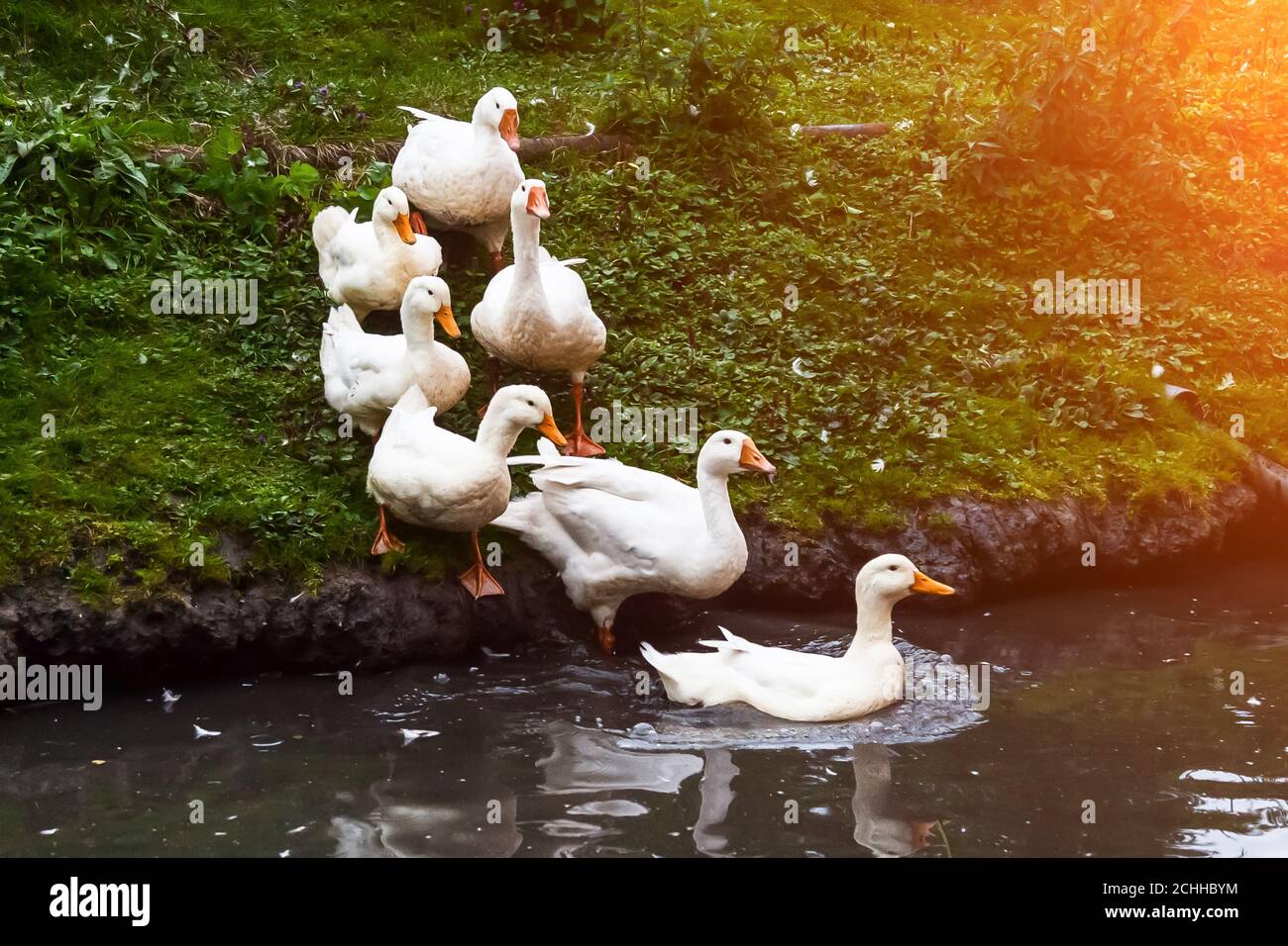 Row geese walking down rural hi-res stock photography and images - Alamy