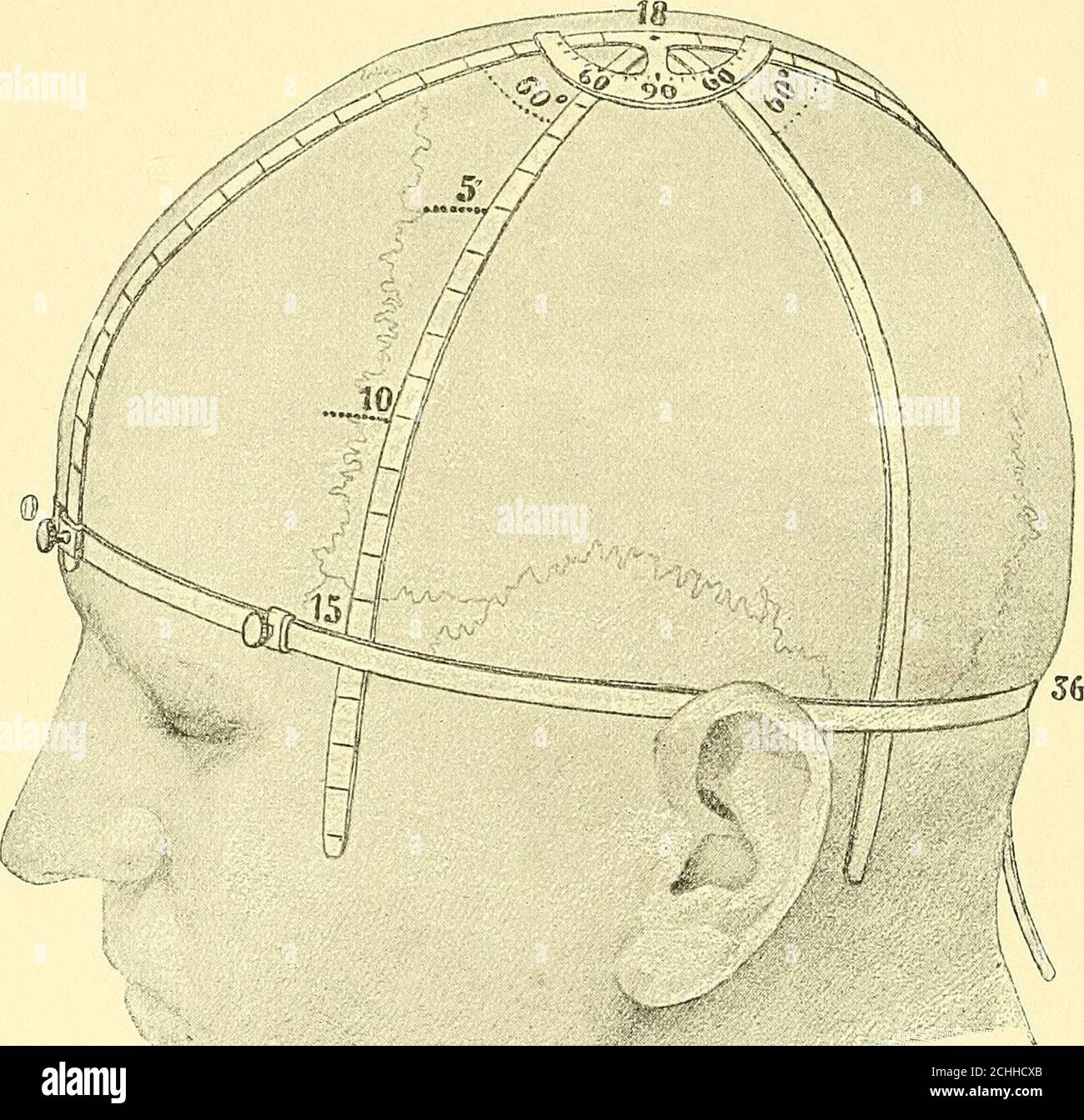 Sagittal band hi-res stock photography and images - Alamy