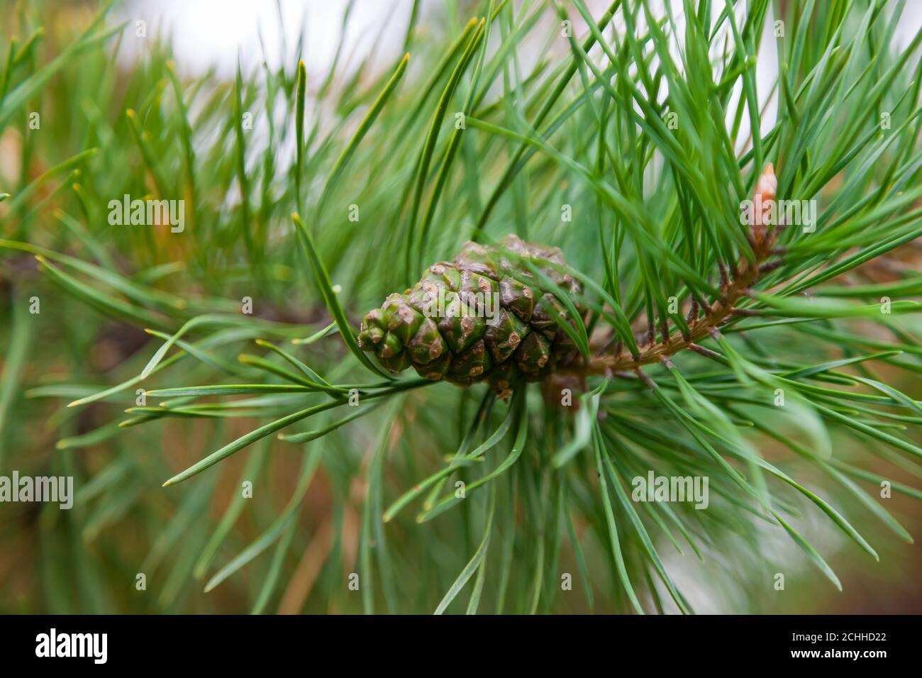 Group of squirrels in tree hi-res stock photography and images - Alamy
