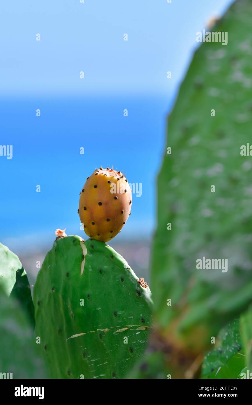 Close up of a prickly pear growing alone on an indian fig plant on an ...