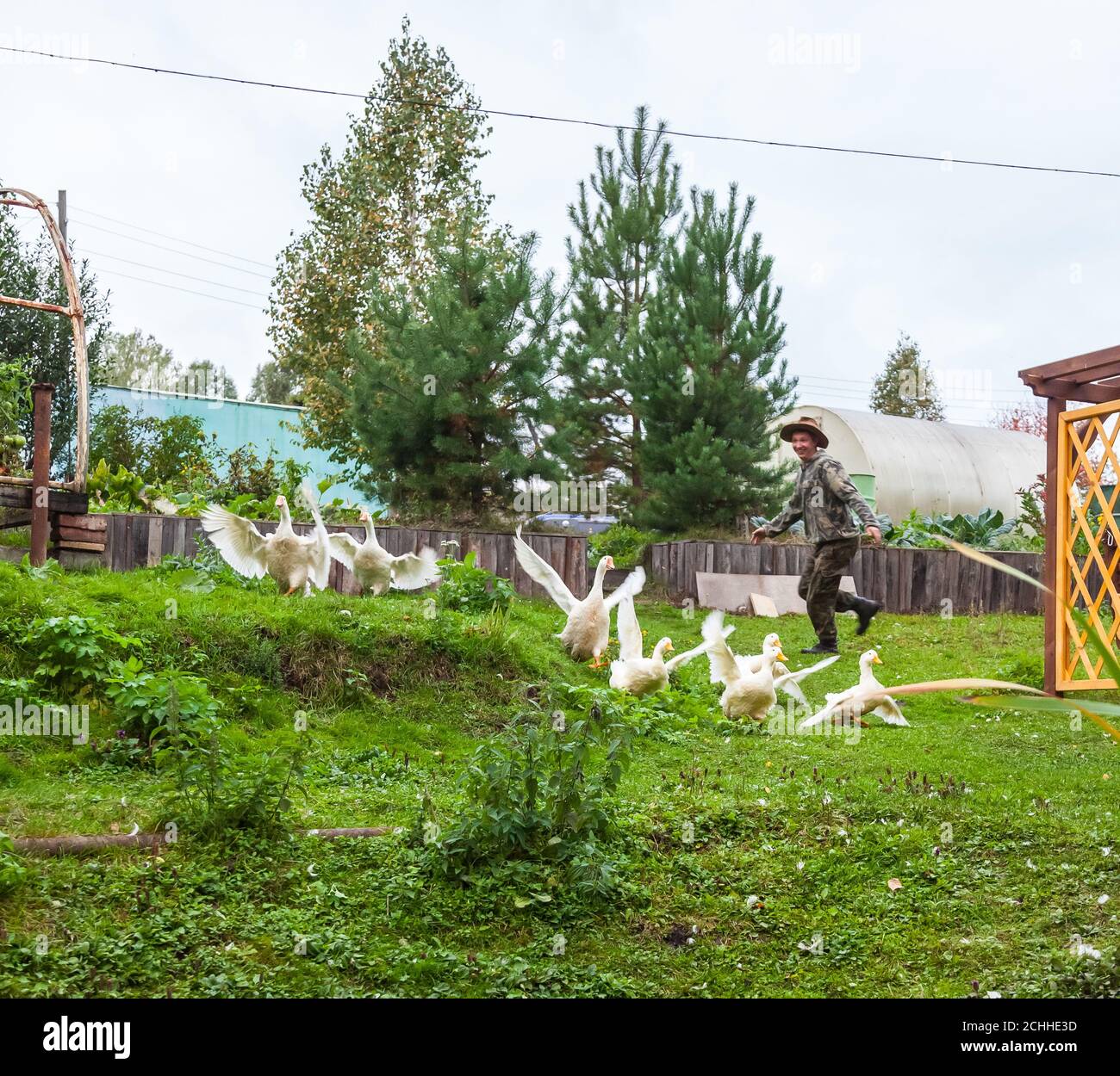 White goose camouflage hi-res stock photography and images - Alamy