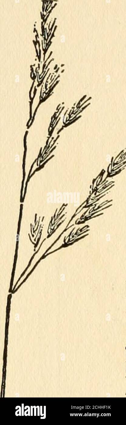 . The book of grasses : an illustrated guide to the common grasses, and ...