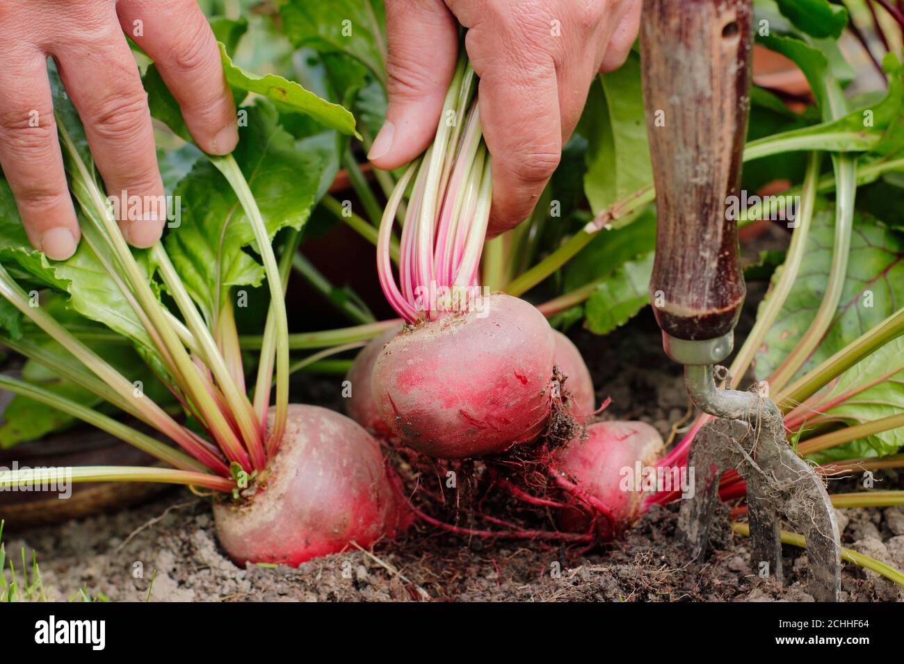 Beta vulgaris 'Chioggia'. Harvesting beetroot in a back garden ...