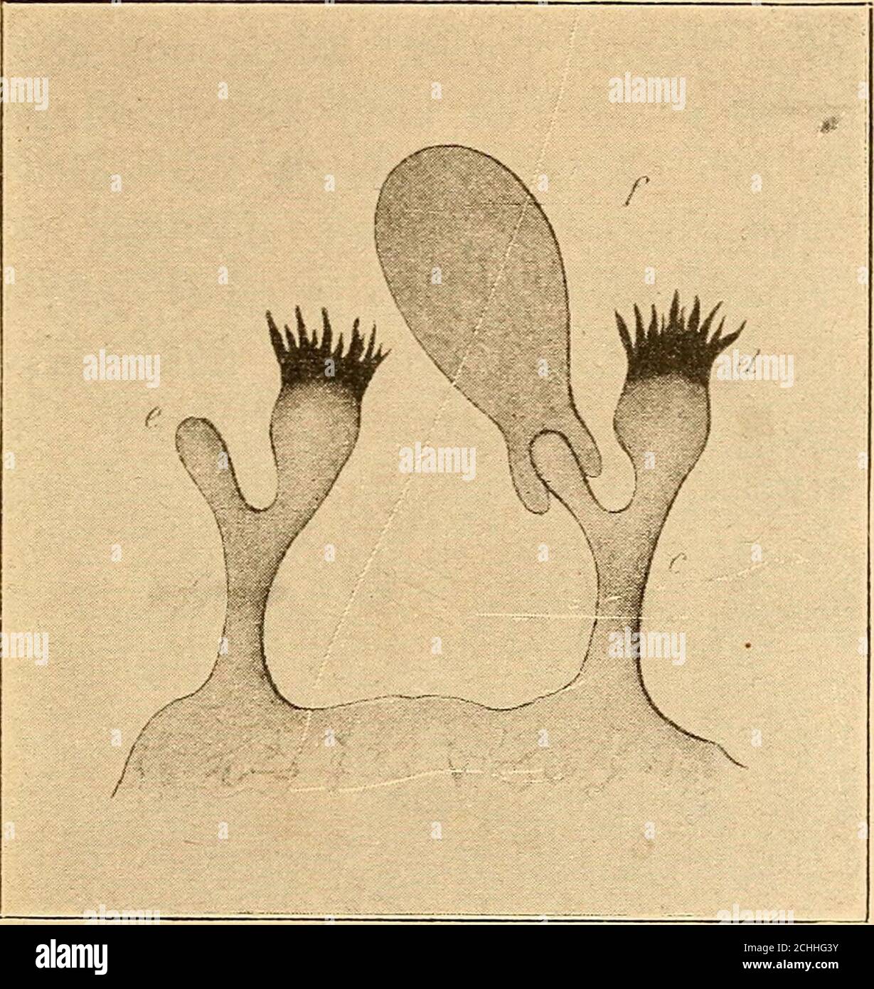 Agglutinogen hi-res stock photography and images - Alamy