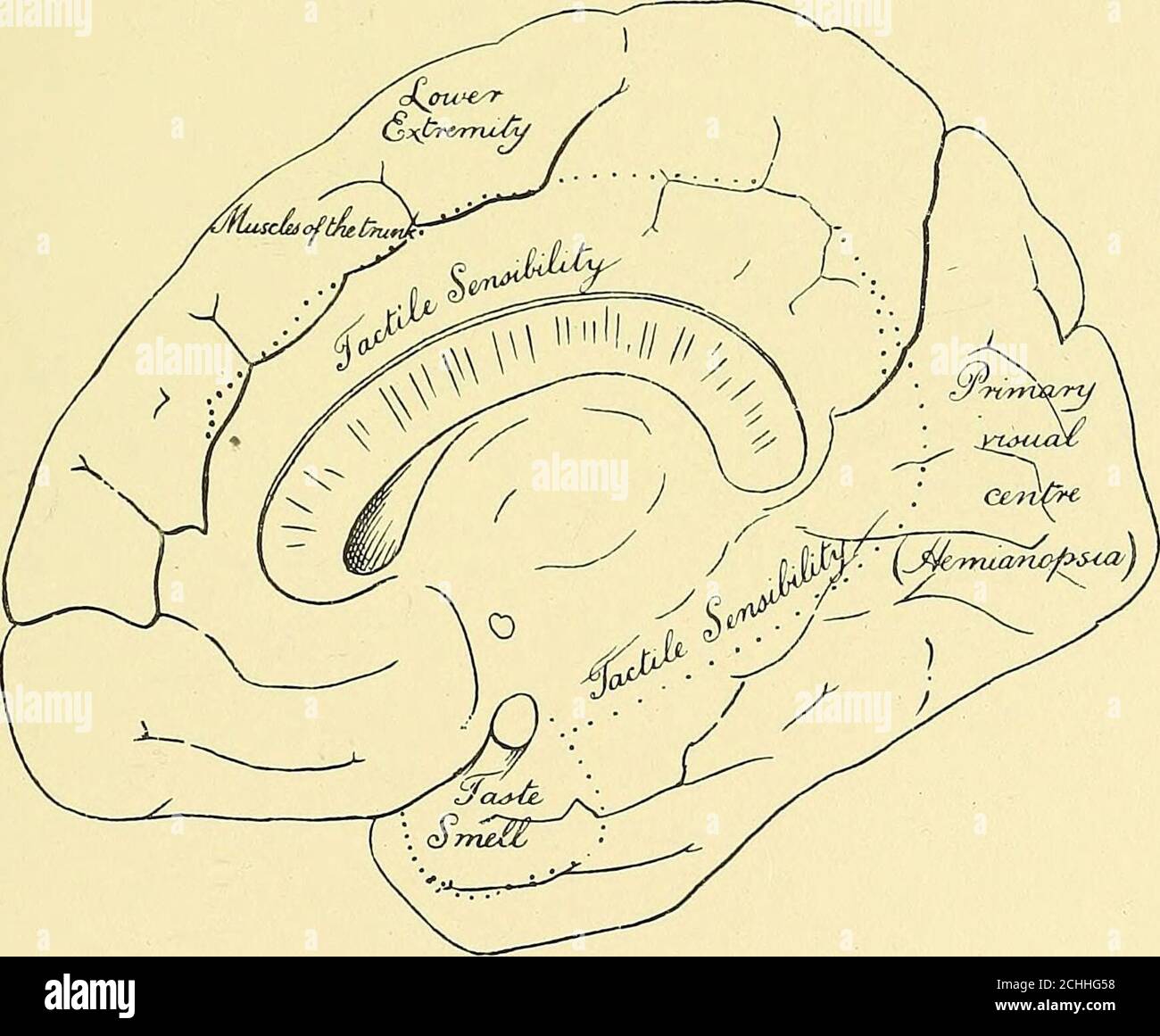 Precentral Sulcus High Resolution Stock Photography and Images - Alamy